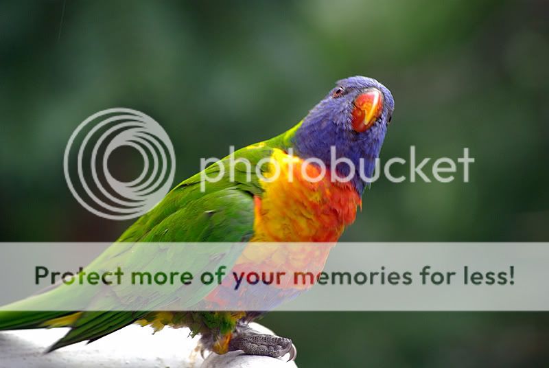 Rainbow Lorikeets [5 imgs] - PentaxForums.com